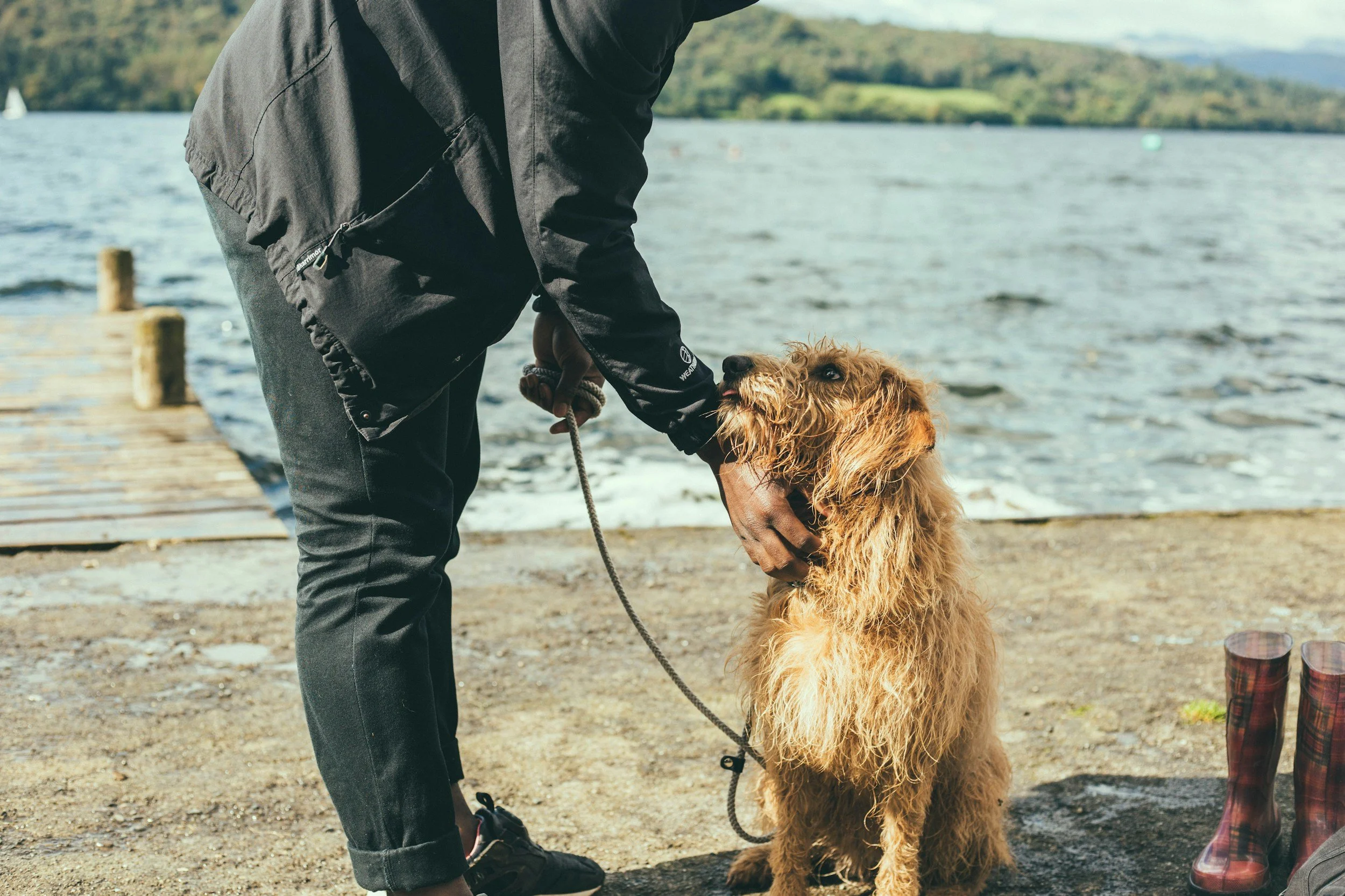 Displacement Behaviour in Dogs | Signs of Stress & What to Do ...