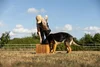 Box Feeding (Dopamine Box) Training for Dogs | ASCENDK9 Essex ...