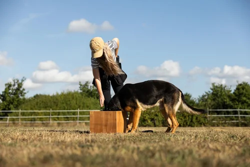 Box Feeding (Dopamine Box) Training for Dogs | ASCENDK9 Essex ...