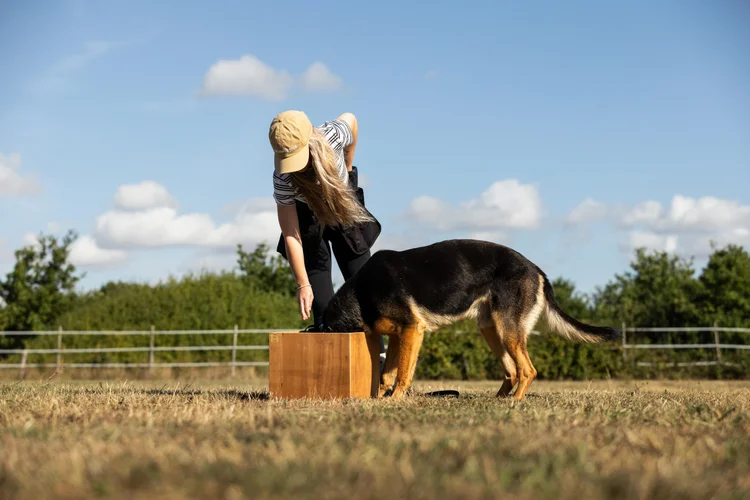 Box Feeding (Dopamine Box) Training for Dogs | ASCENDK9 Essex ...
