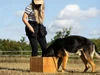 Box Feeding (Dopamine Box) Training for Dogs | ASCENDK9 Essex ...