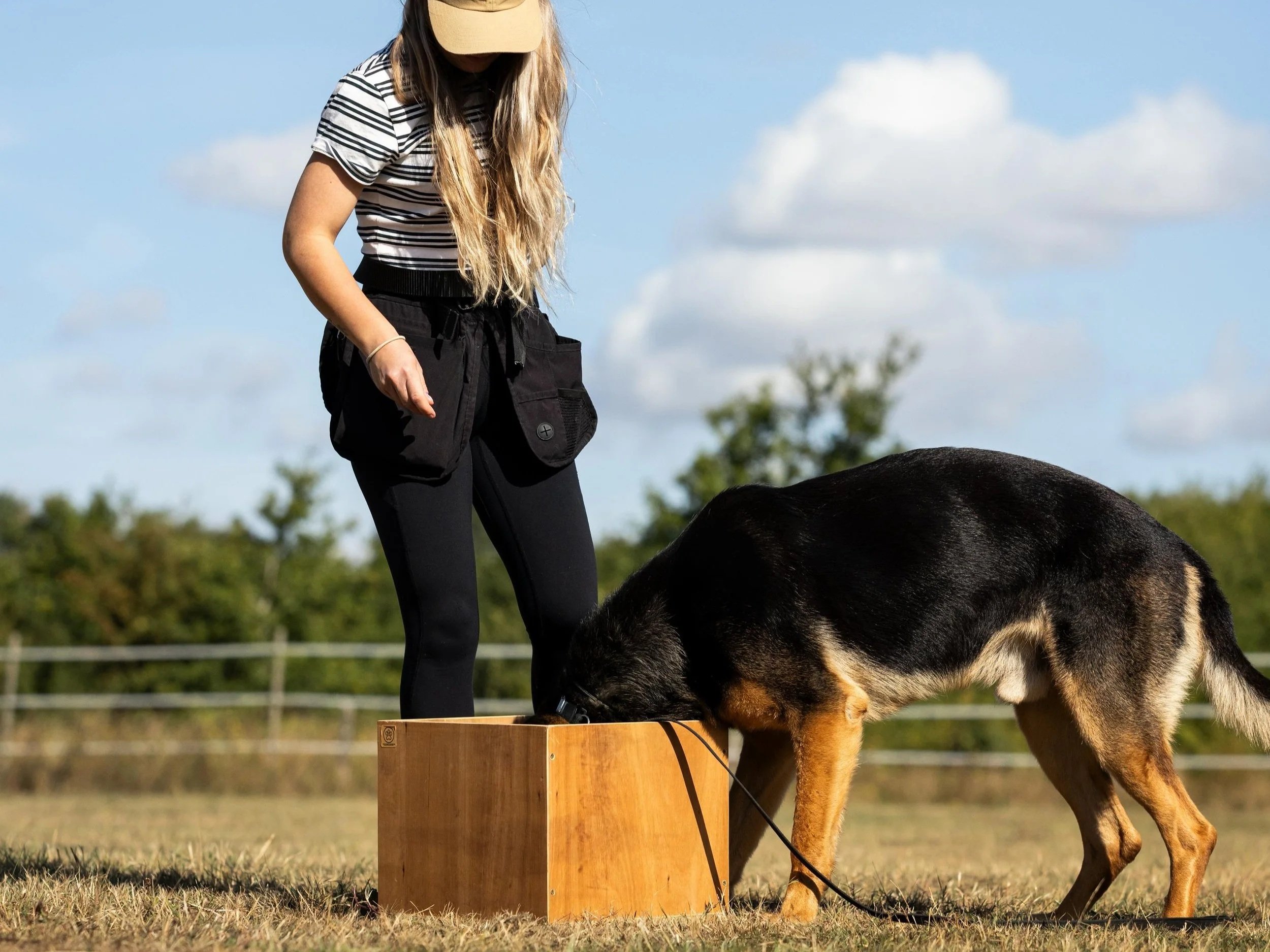 Box Feeding (Dopamine Box) Training for Dogs | ASCENDK9 Essex ...