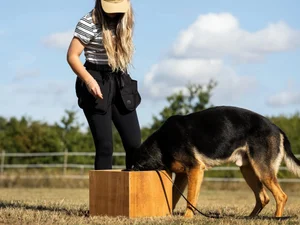 Box Feeding (Dopamine Box) Training for Dogs | ASCENDK9 Essex ...