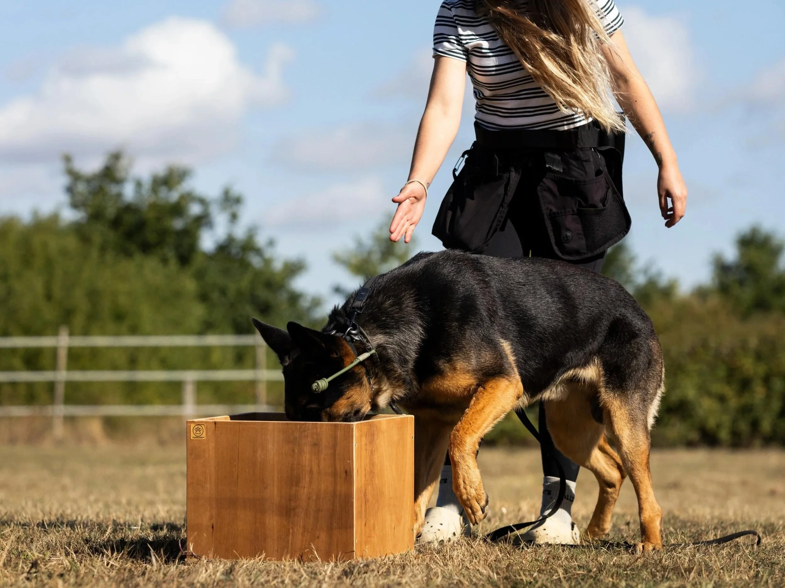 Box Feeding (Dopamine Box) Training for Dogs | ASCENDK9 Essex ...