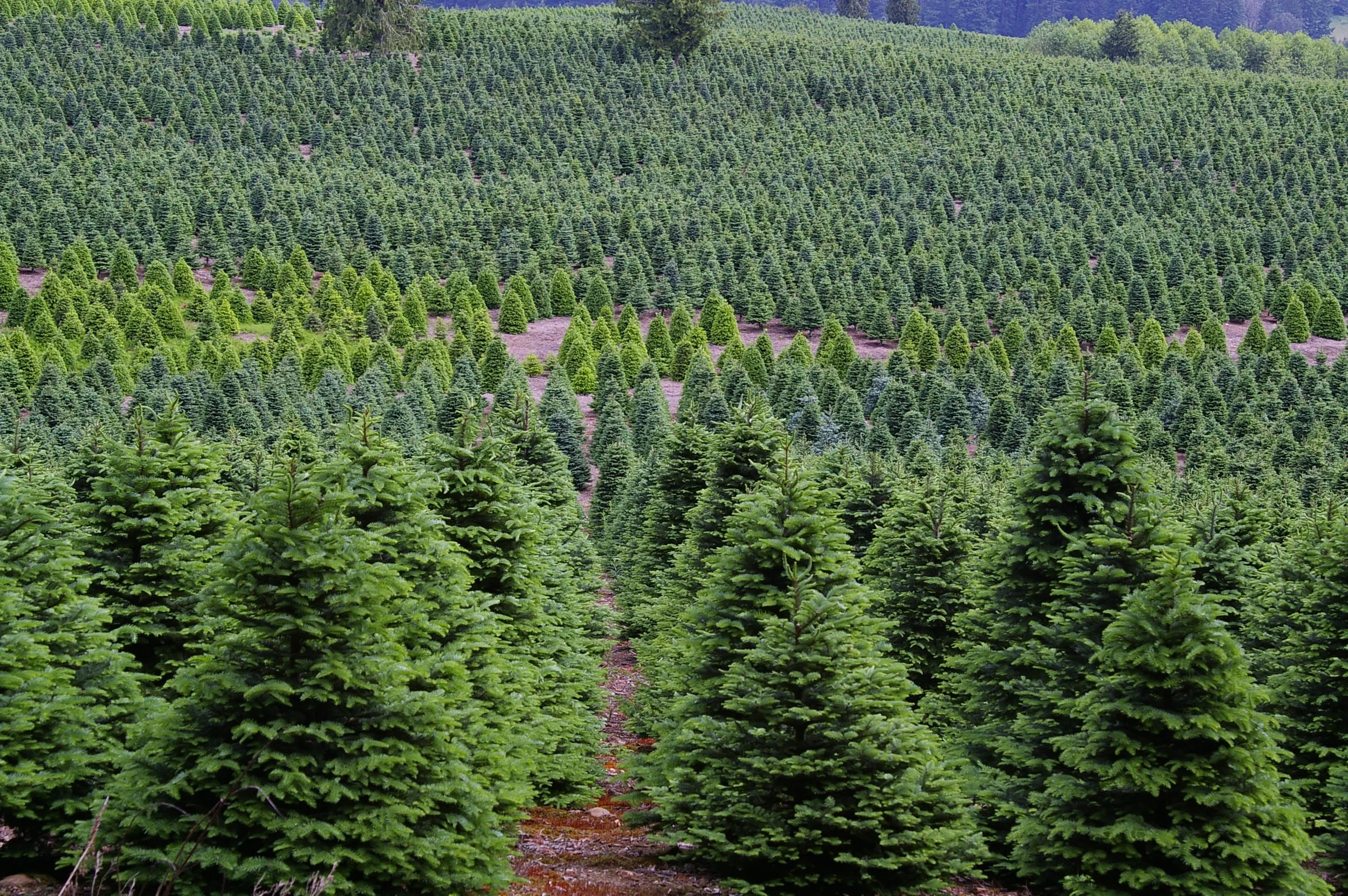 Christmas Hills Tree Farm