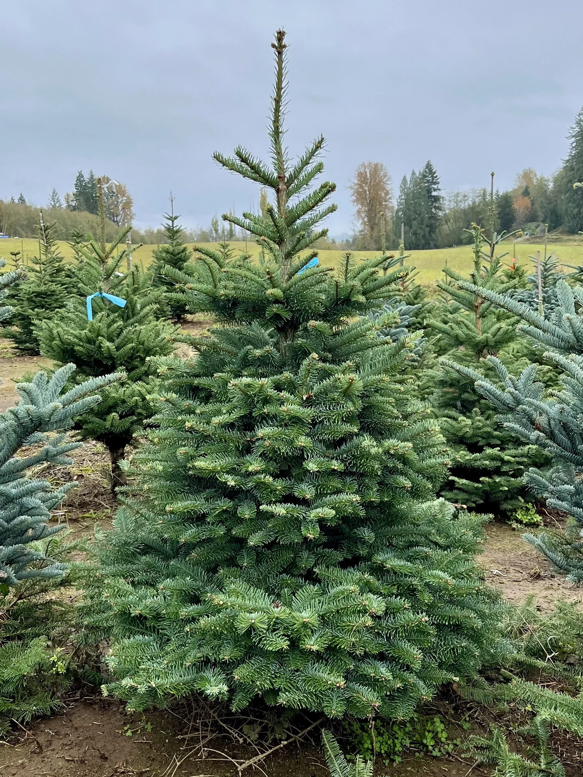 Christmas Hills Tree Farm