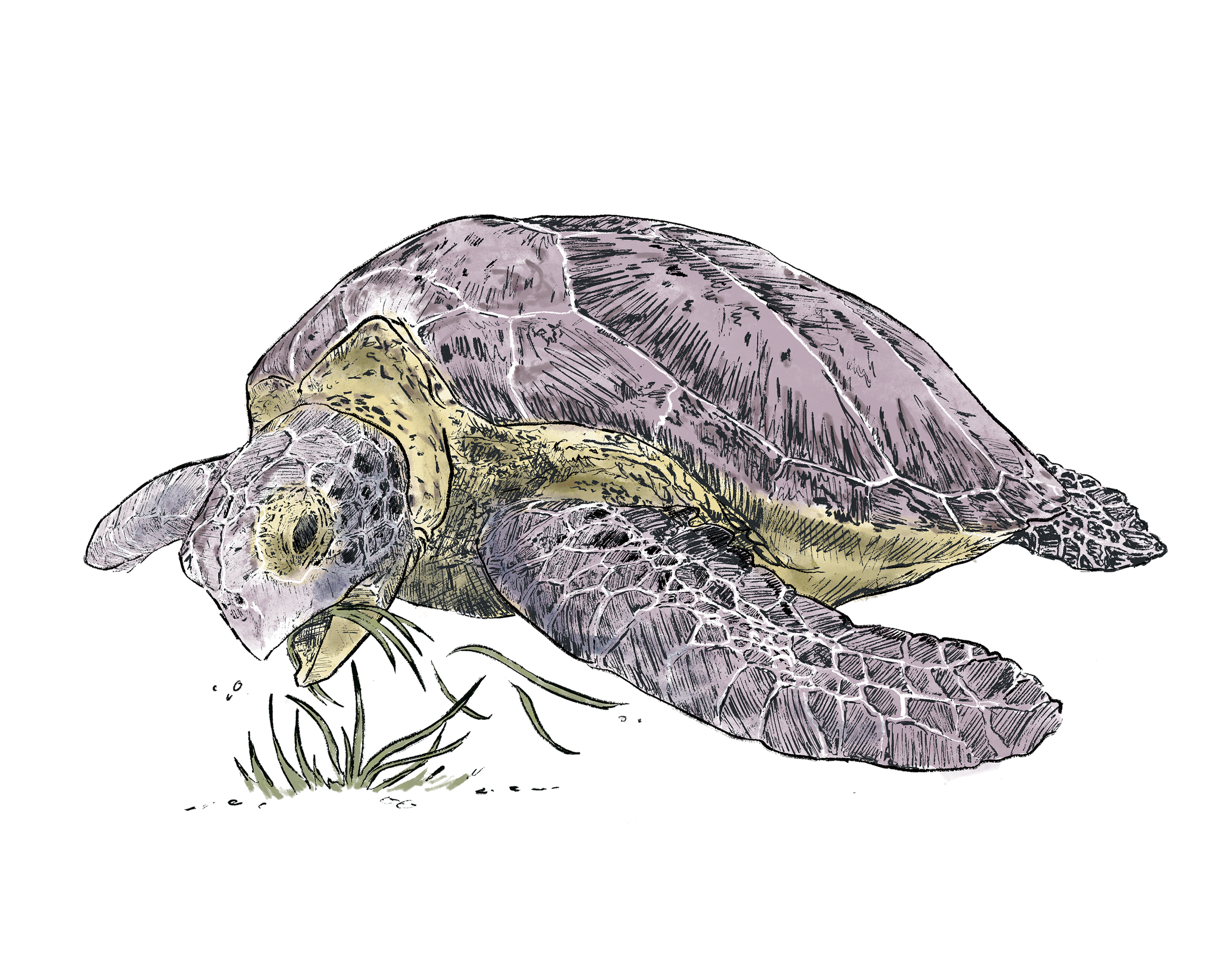 Seed dispersers | Nature's Technicians by the WWF