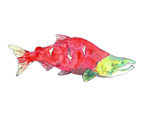 Amazing Animals: Pacific Salmon | Nature's Technicians by the WWF