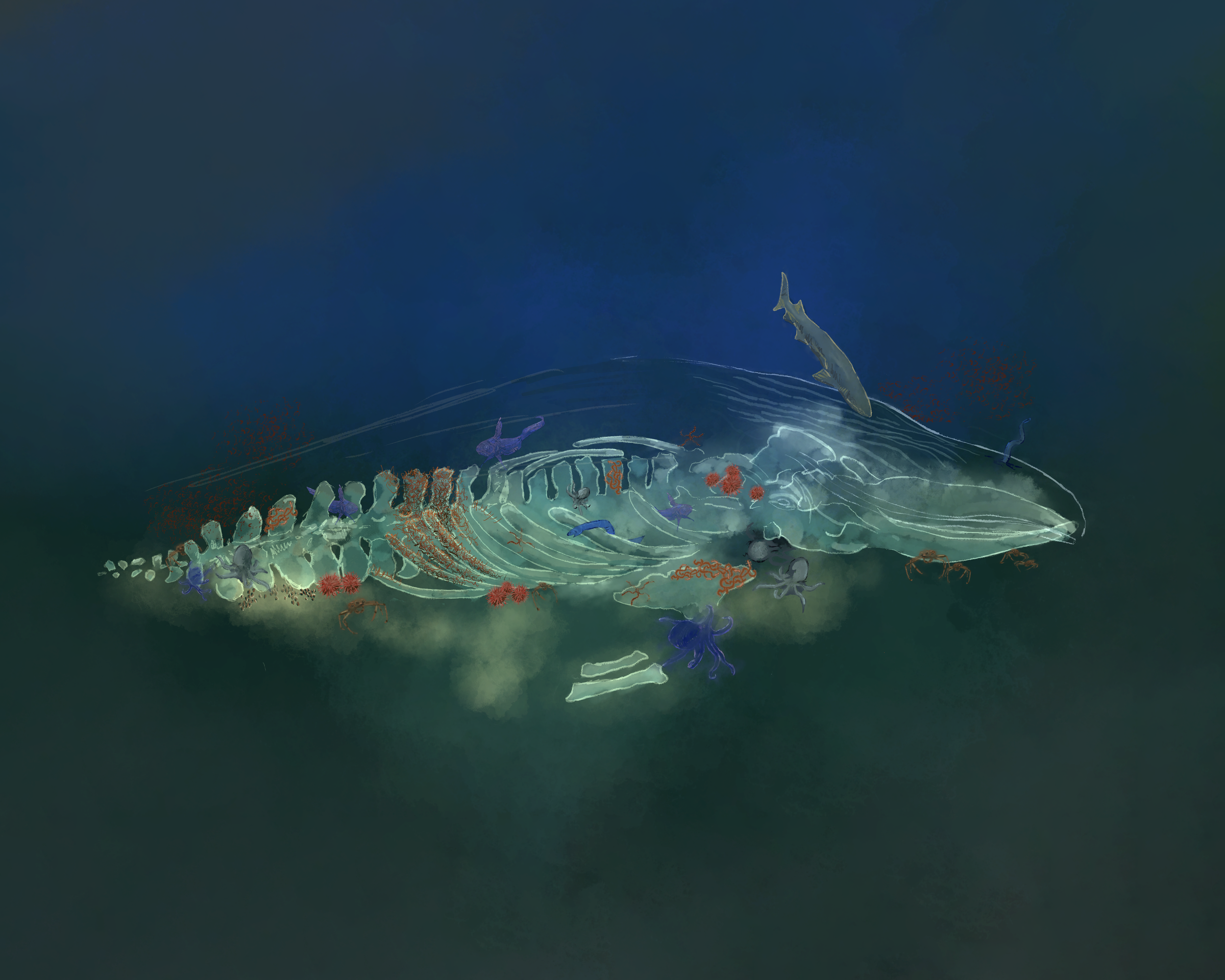 Plankton-eaters | Nature's Technicians by the WWF