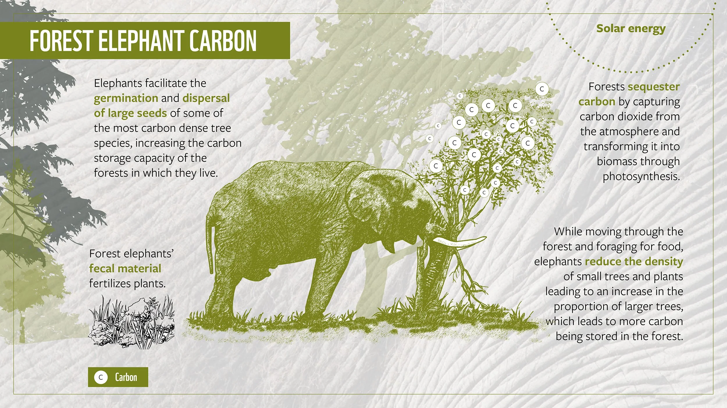 Browsers & grazers | Nature's Technicians by the WWF