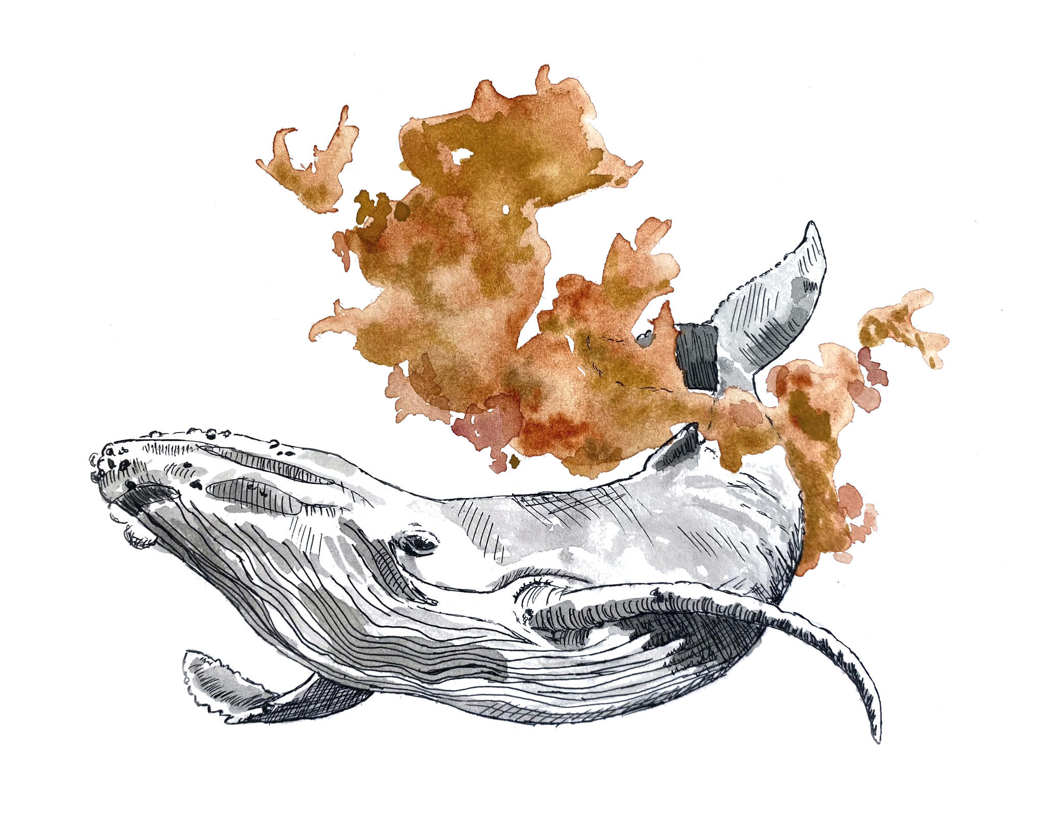 Plankton-eaters | Nature's Technicians by the WWF