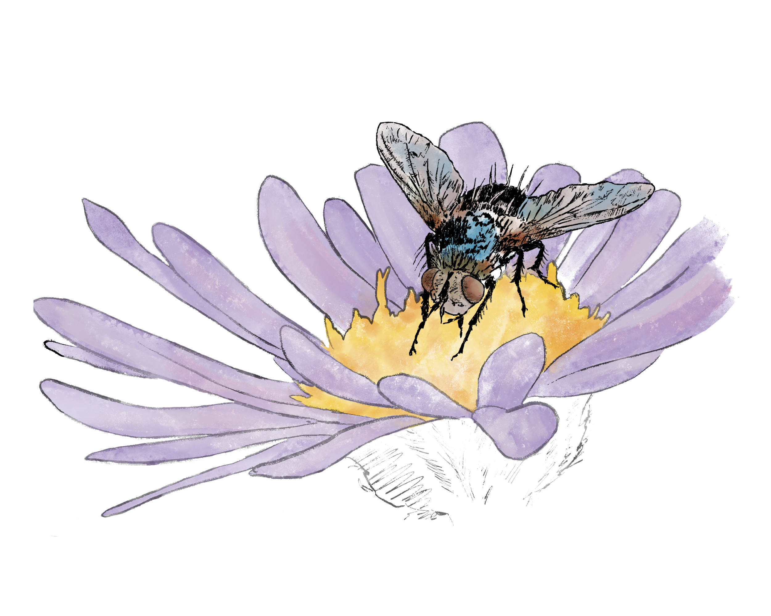 Pollinators | Nature's Technicians by the WWF