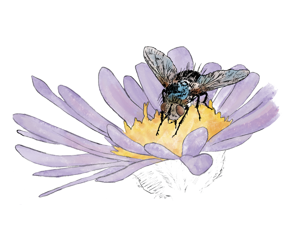 Pollinators | Nature's Technicians by the WWF