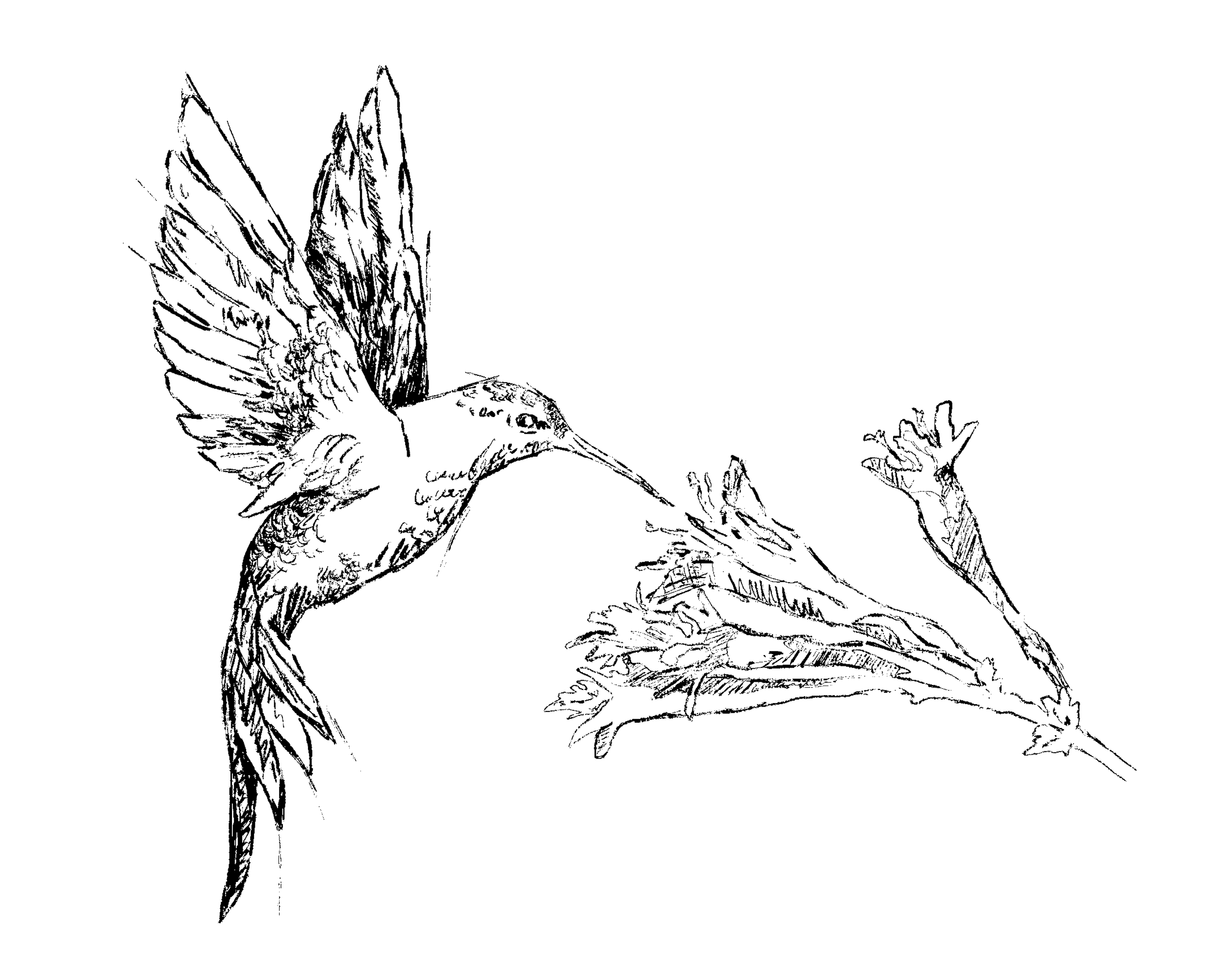 Pollinators | Nature's Technicians by the WWF