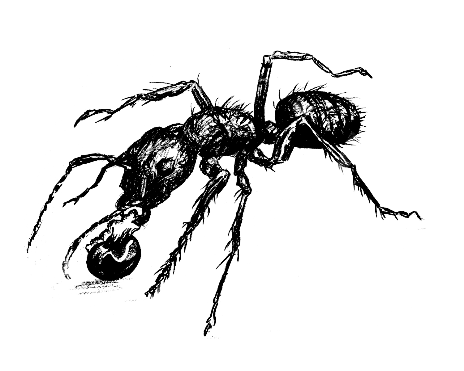Seed dispersers | Nature's Technicians by the WWF