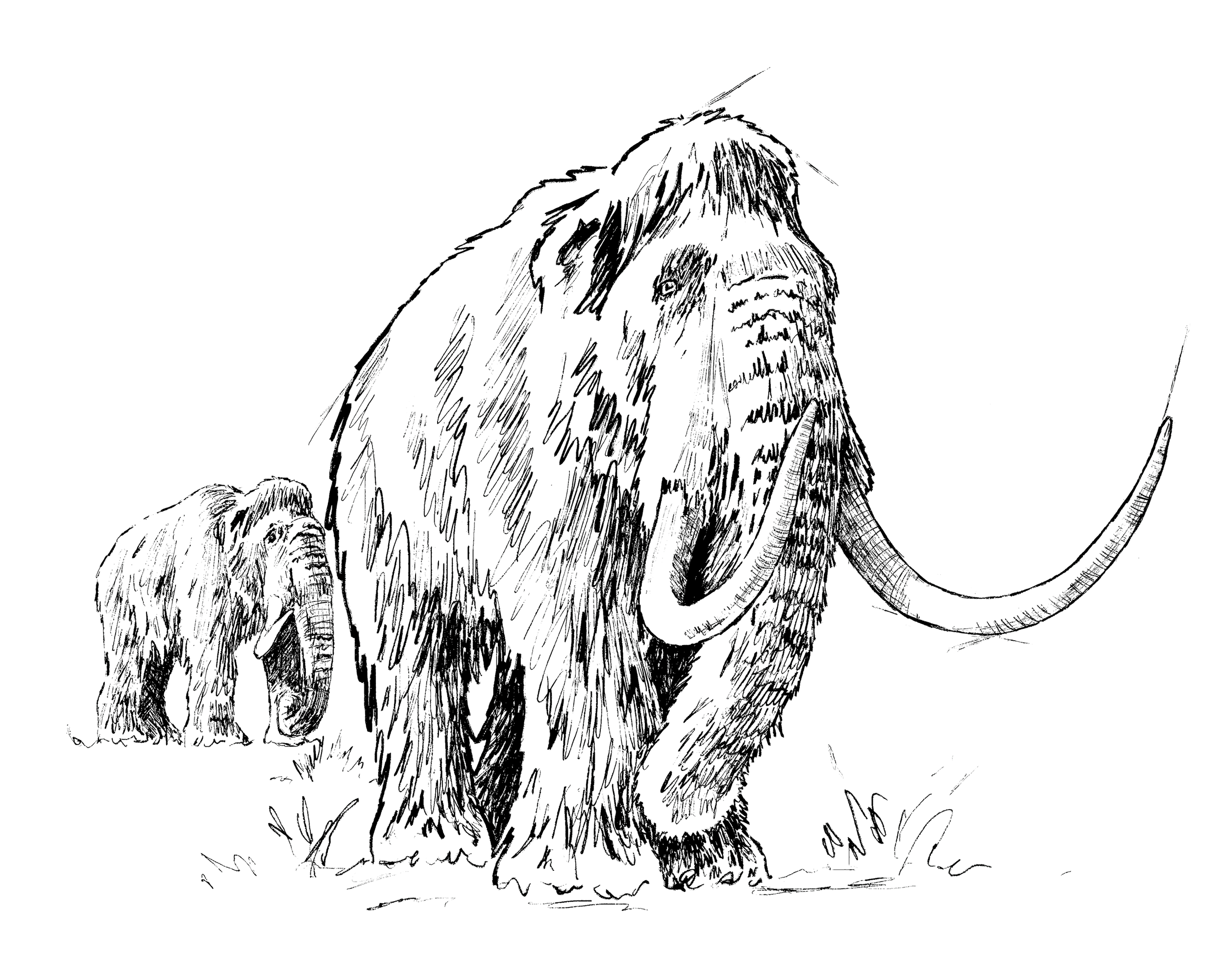 Browsers & grazers | Nature's Technicians by the WWF