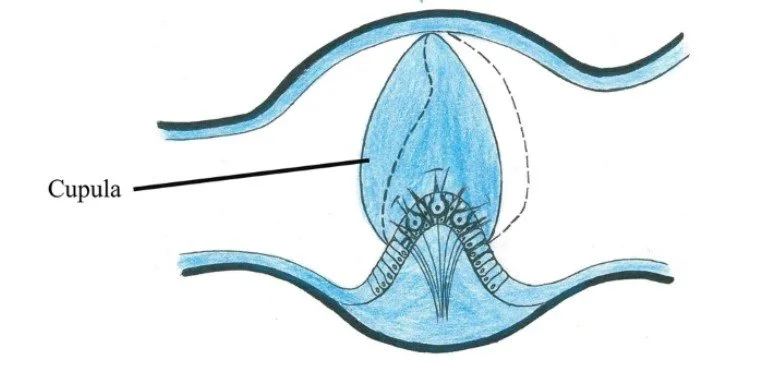 The Science & Theory of Therapeutic Spinning in Vestibular ...