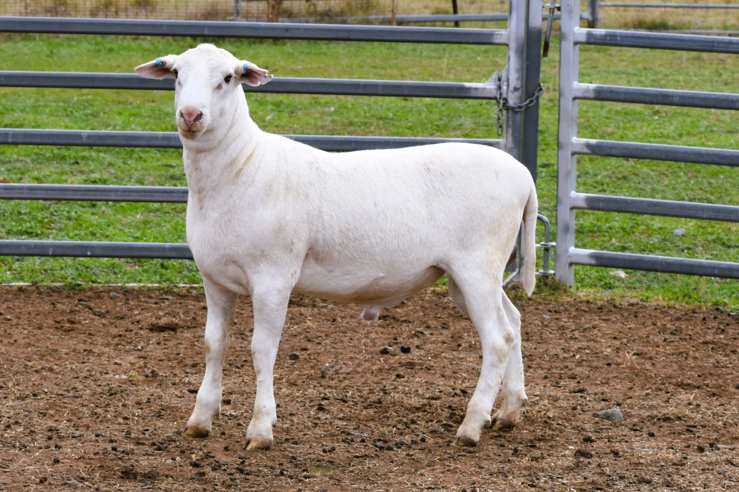 Buy 100% regeneratively grown grass-fed lamb direct from the farm ...