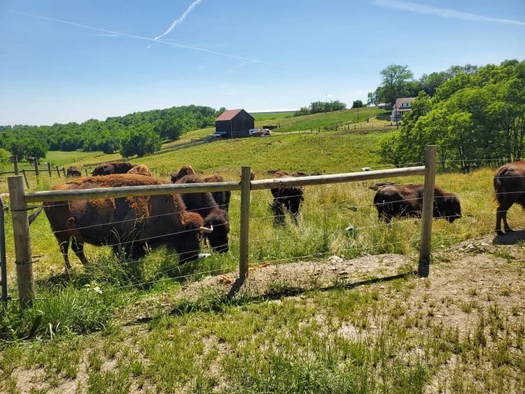 Affordable Bison Meat - Boss Bison Ranch - Ohio Bison Farm Near...