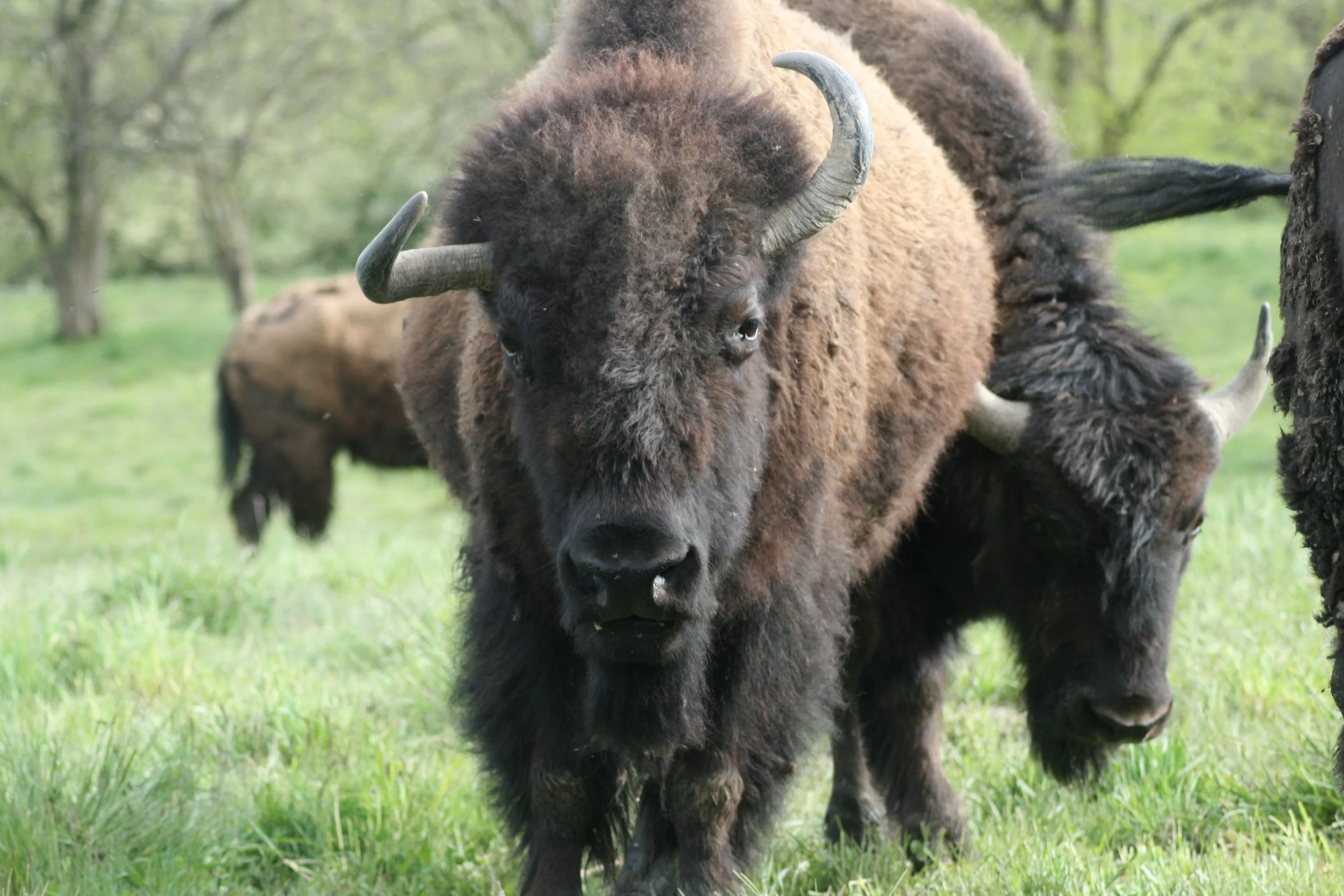 Affordable Bison Meat - Boss Bison Ranch - Ohio Bison Farm Near...