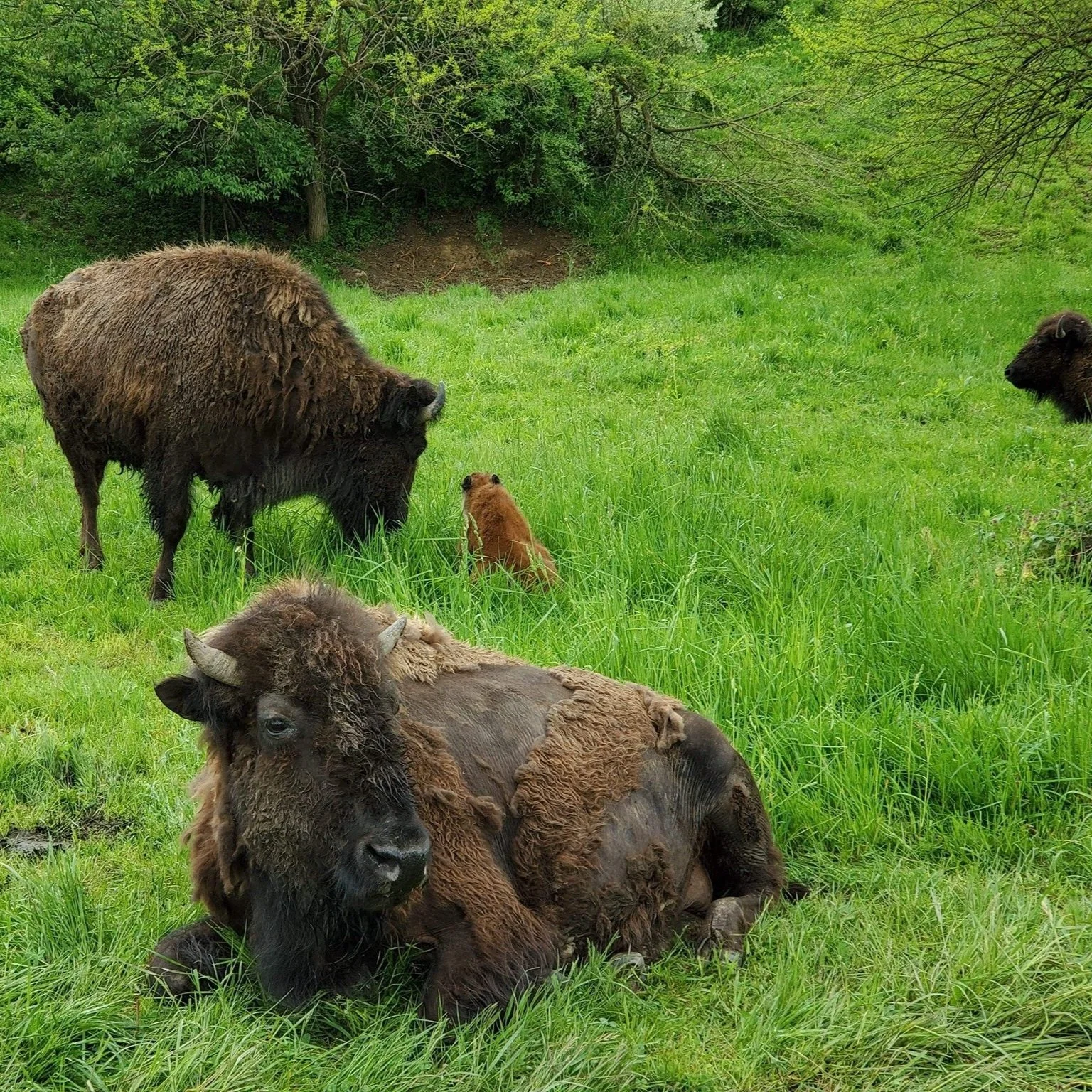Affordable Bison Meat - Boss Bison Ranch - Ohio Bison Farm Near...
