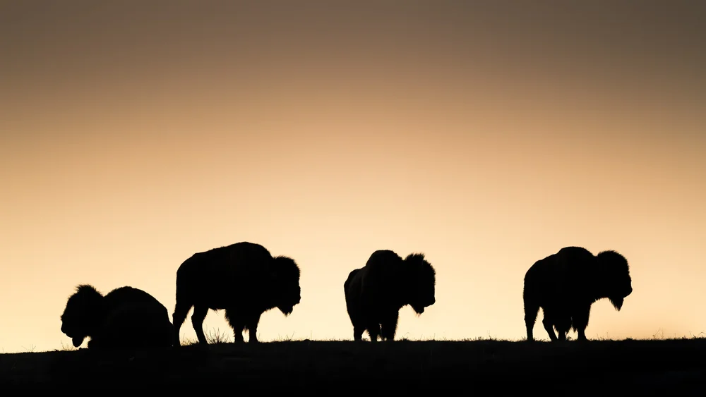 Mastering Nature Photography