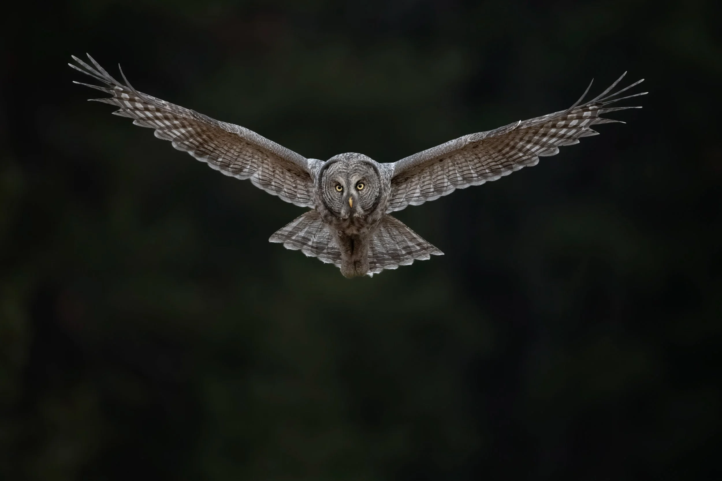 Mastering Nature Photography