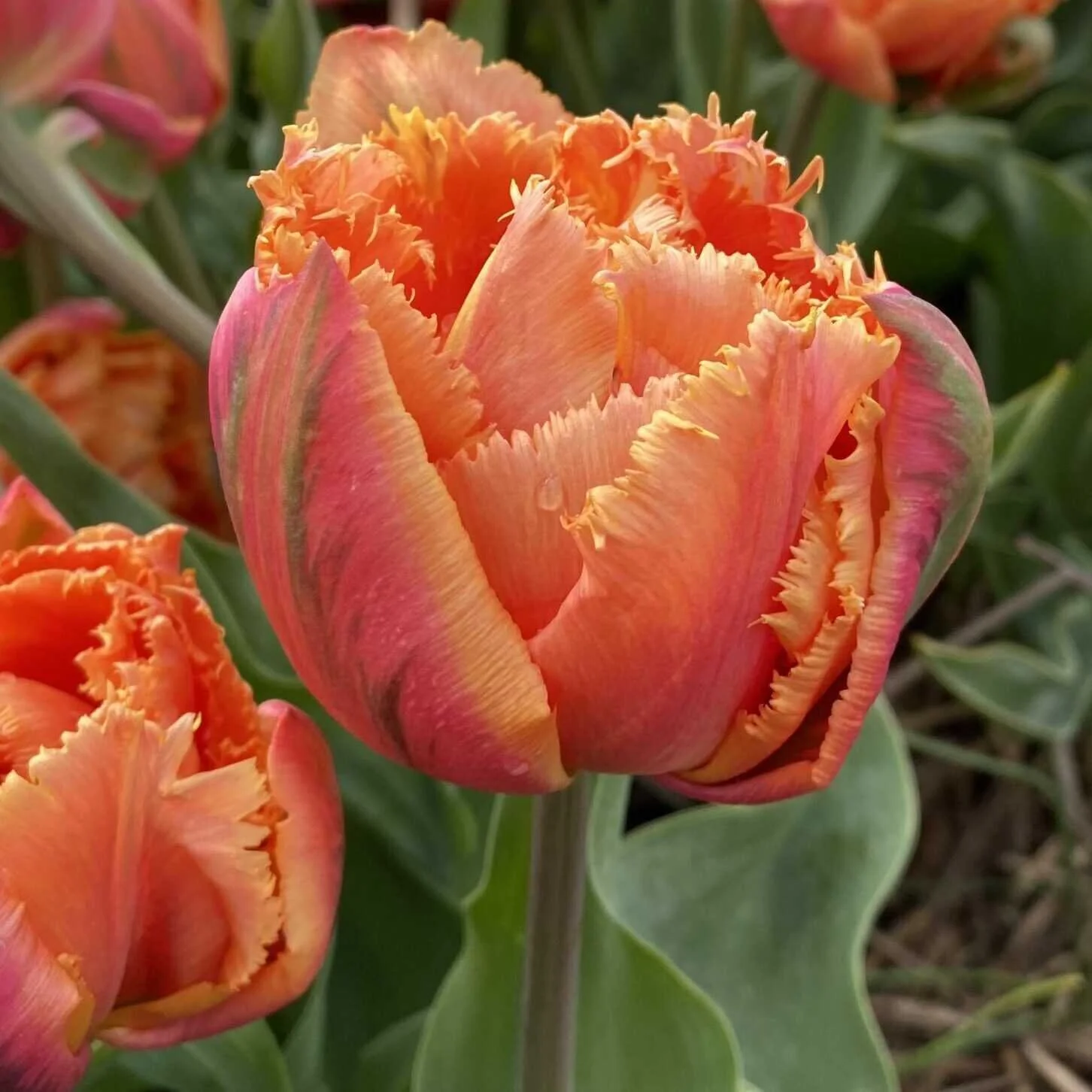 Store — The Flower Project