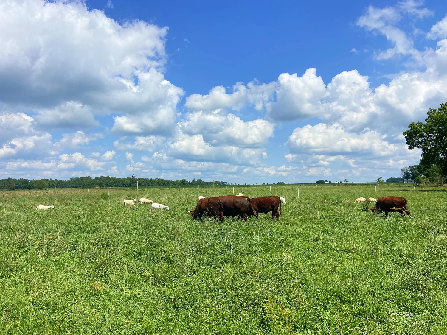 Birchfield Farming