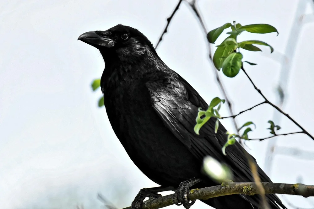 The Raven & the Dove — Touch the Heart
