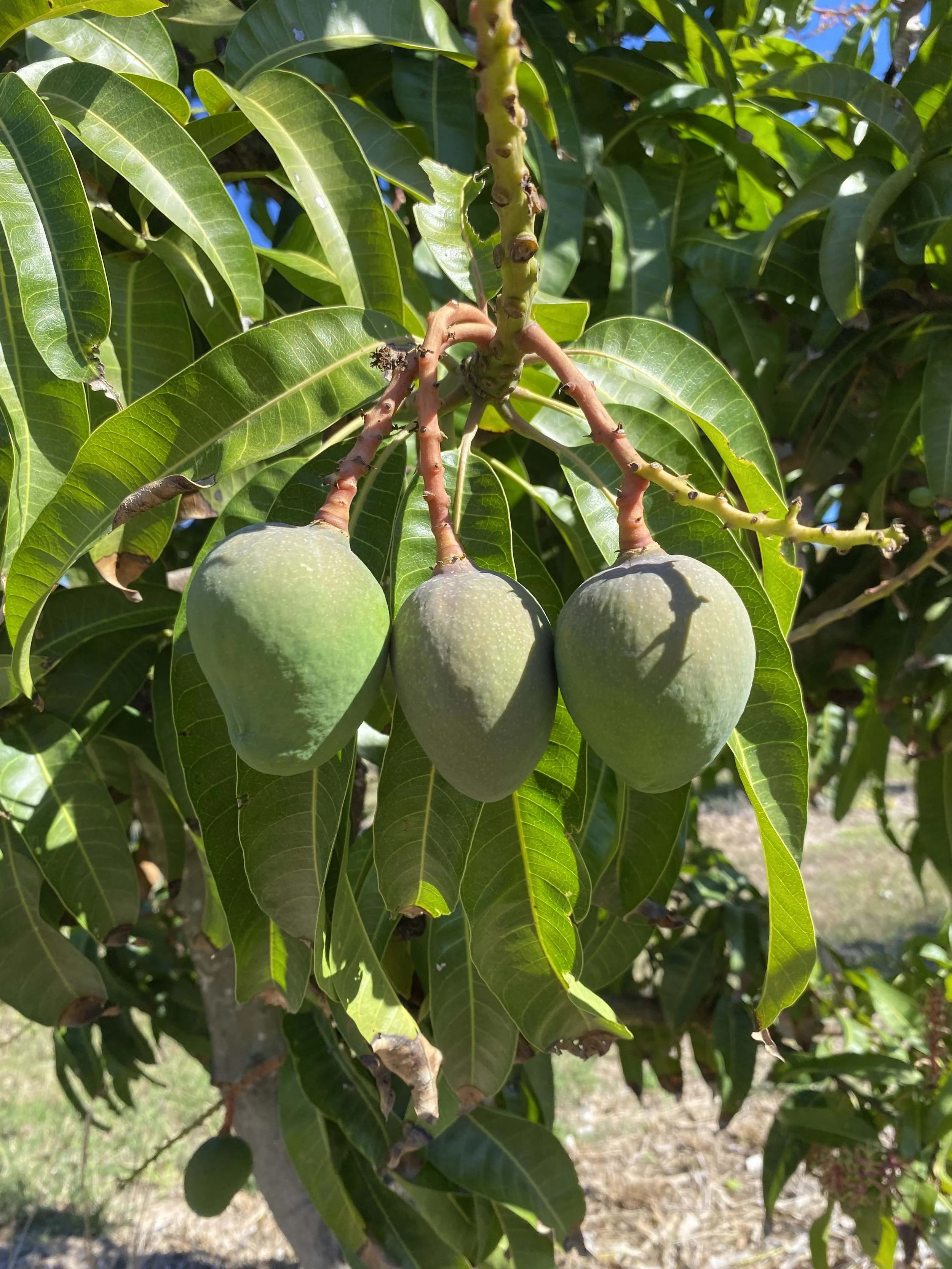 R2E2 Mangoes — Sunshine Mangoes