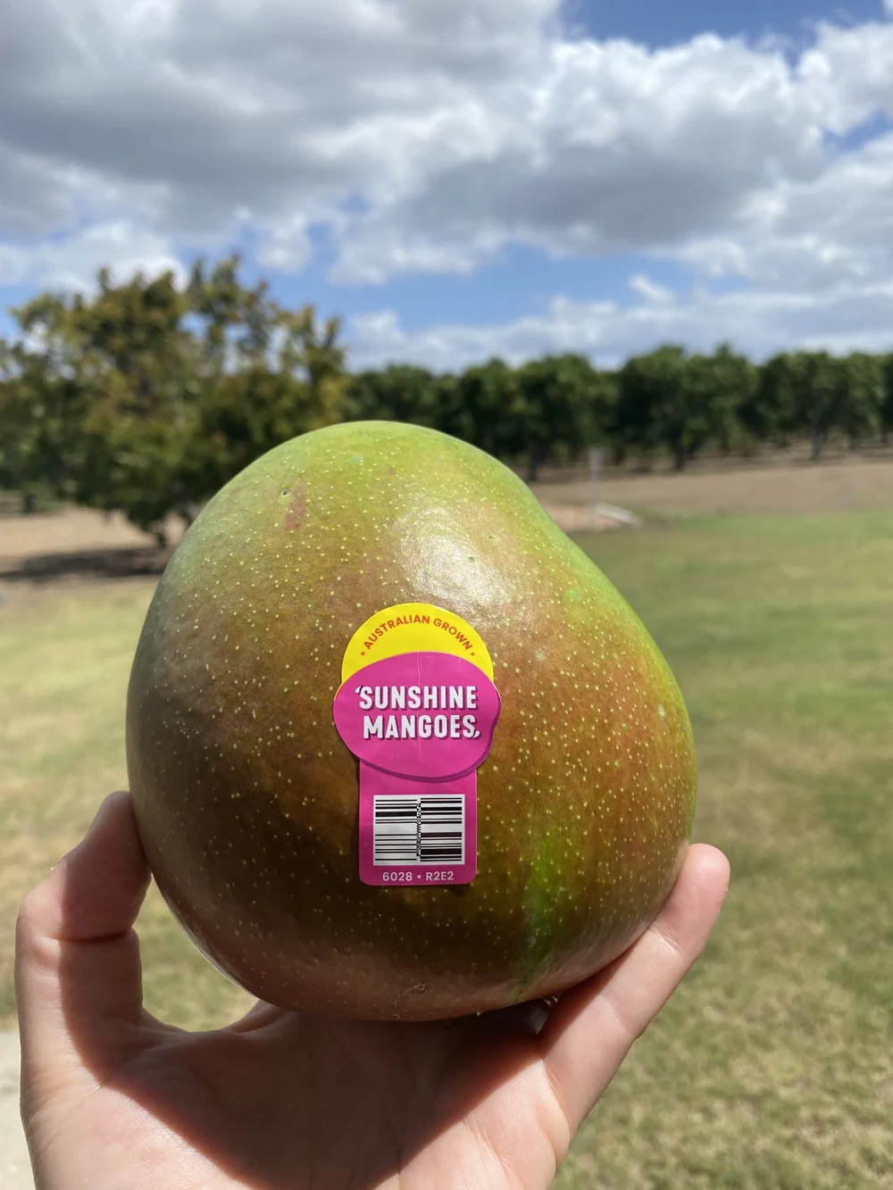 R2E2 Mangoes — Sunshine Mangoes