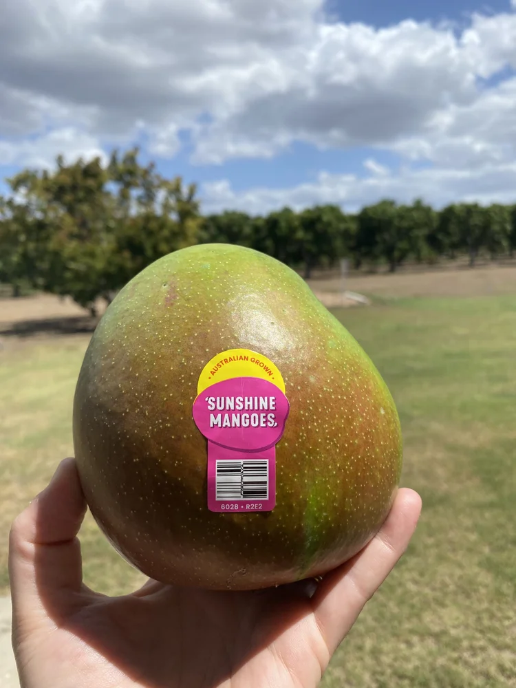 Sunshine Mangoes - Premium R2E2 Mangoes