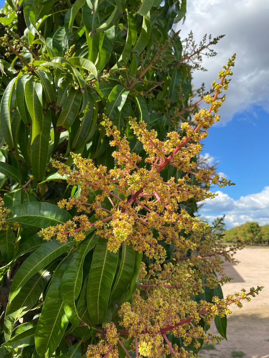 Sunshine Mangoes - Premium R2E2 Mangoes