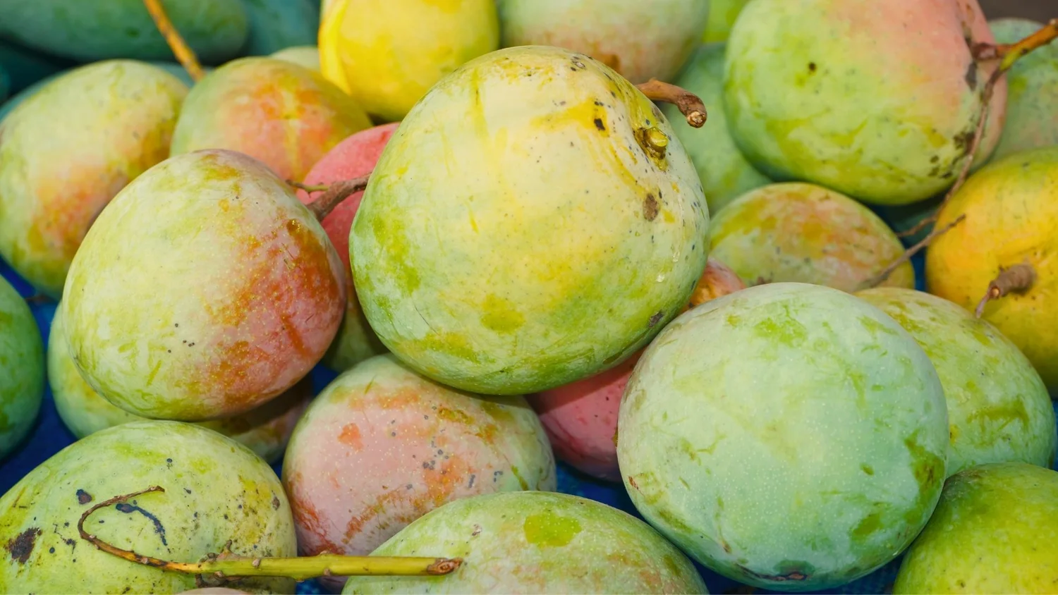 Sunshine Mangoes - Premium R2E2 Mangoes