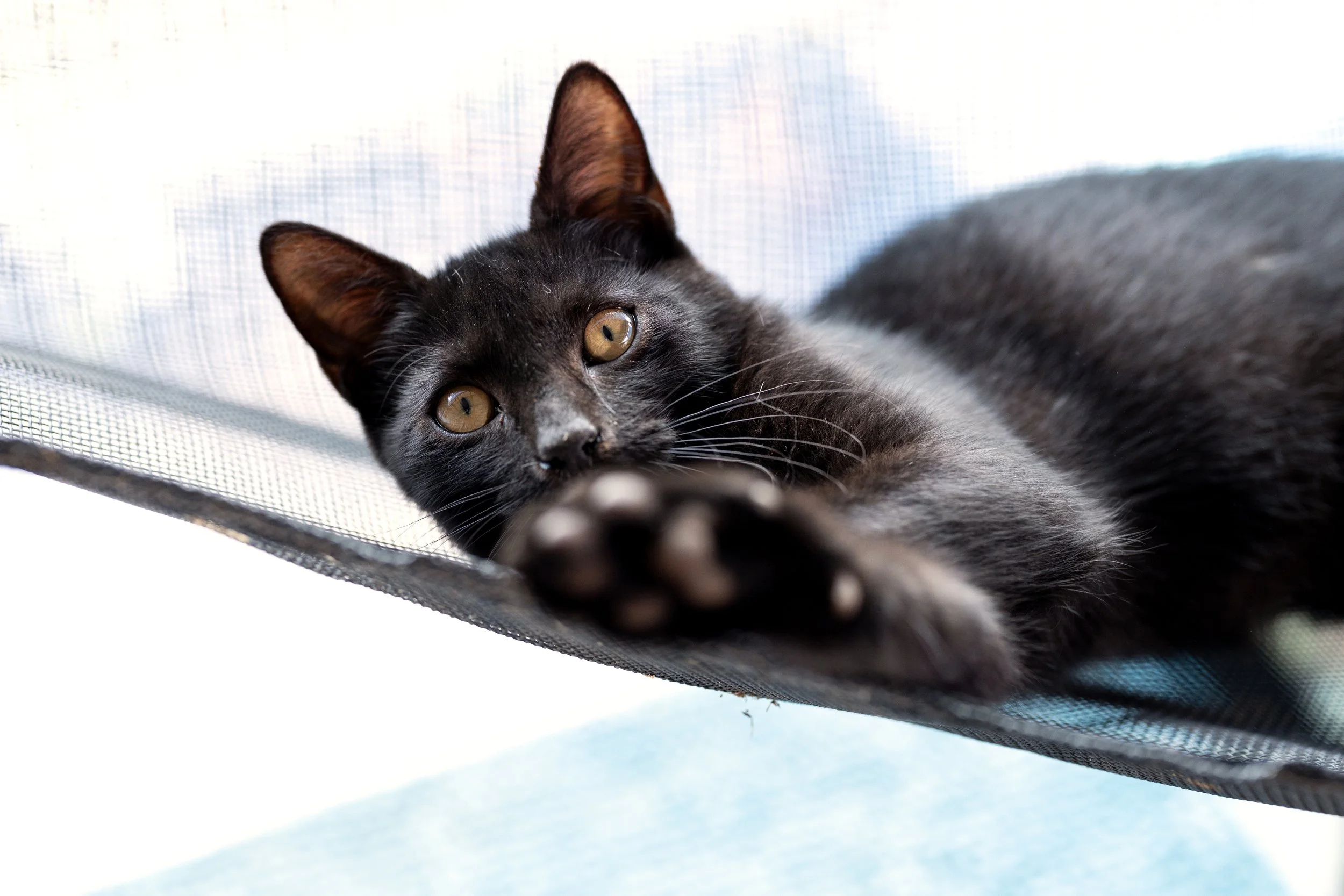 Available to Adopt — Nanas Animal Rescue Inc