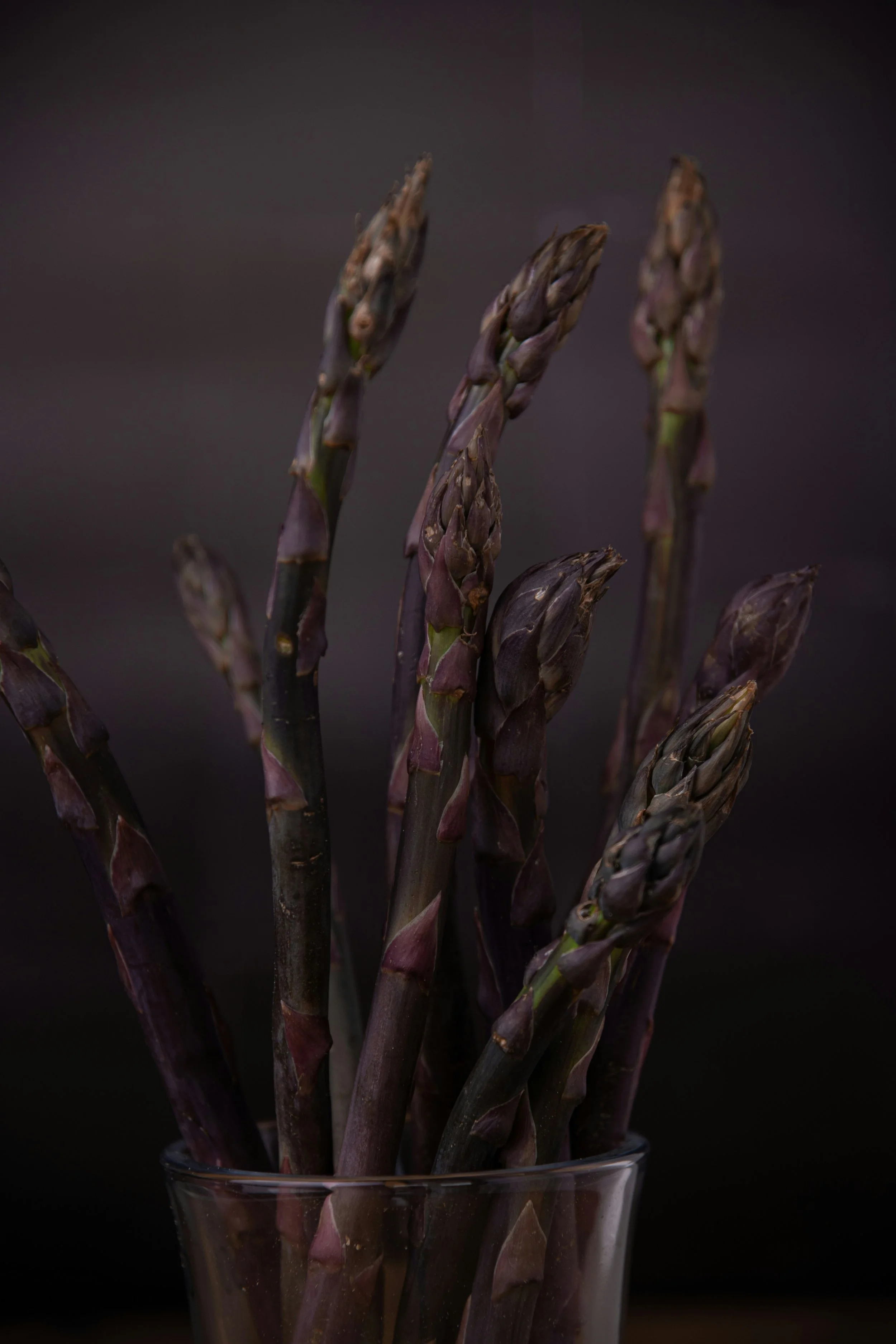 Purple Passion Asparagus - 10 pack — Ingham Conservation District