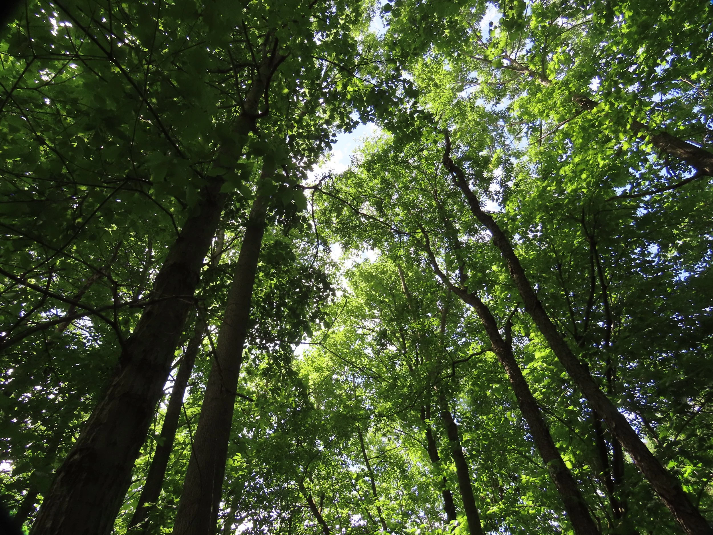 2025 Spring Tree Sale — Ingham Conservation District