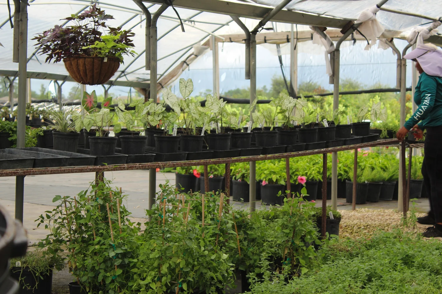 Huatan Gardens | Largest Retail Nursery in Spring, TX – Quality Plants, Trees & Gardening Essentials