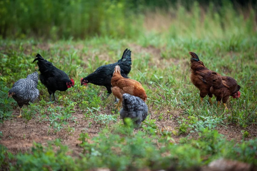 Private Georgia Farm Tours — Northern Roots Farm