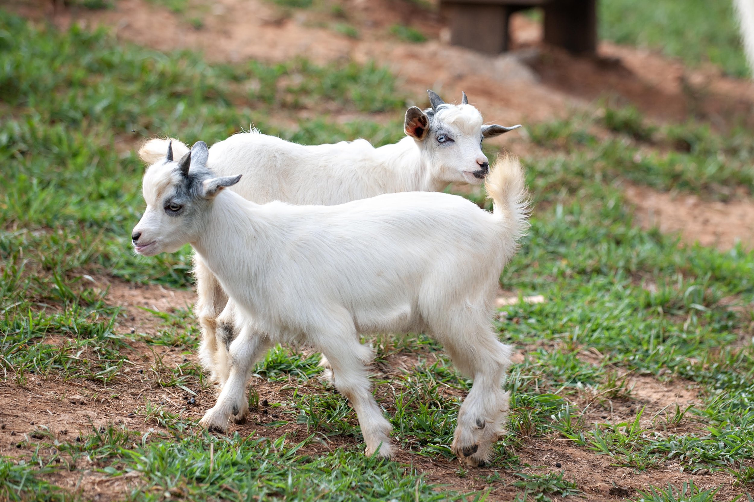 Private Georgia Farm Tours — Northern Roots Farm