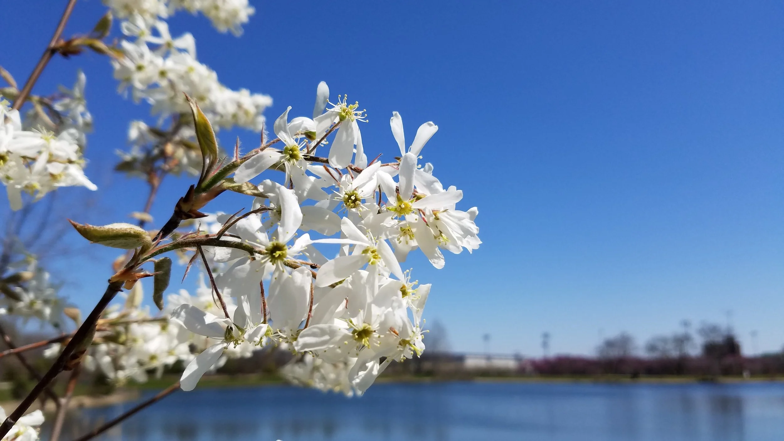 Allegheny serviceberry plant — Radical Roots Nursery