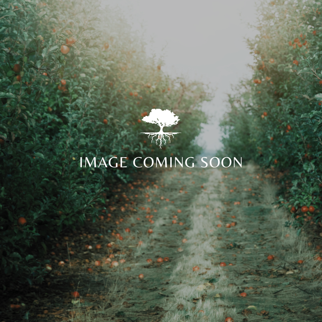 Staghorn Sumac | Rhus typhina — Radical Roots Nursery