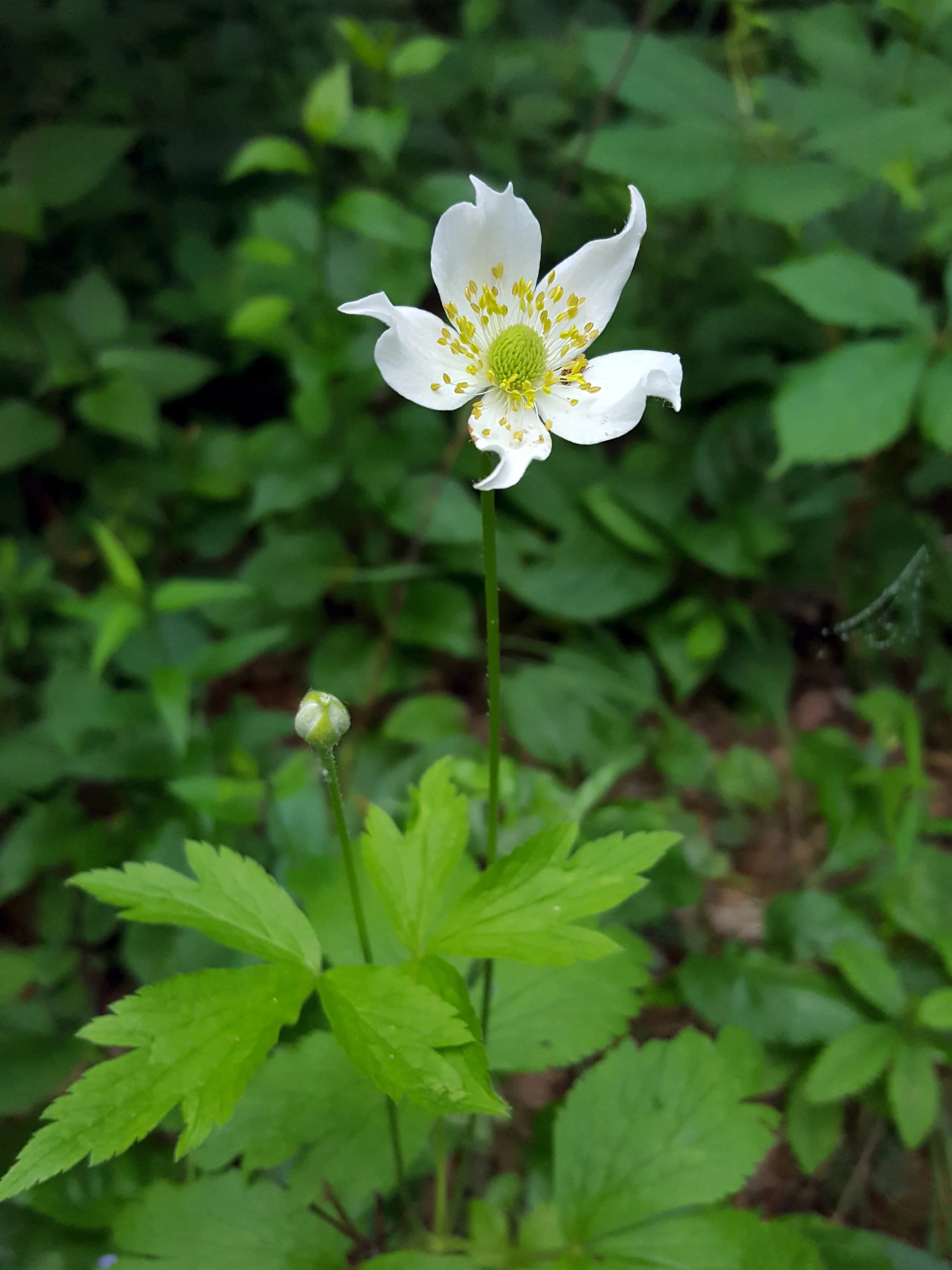 Tall Thimbleweed (Anemone virginiana) — Radical Roots Nursery
