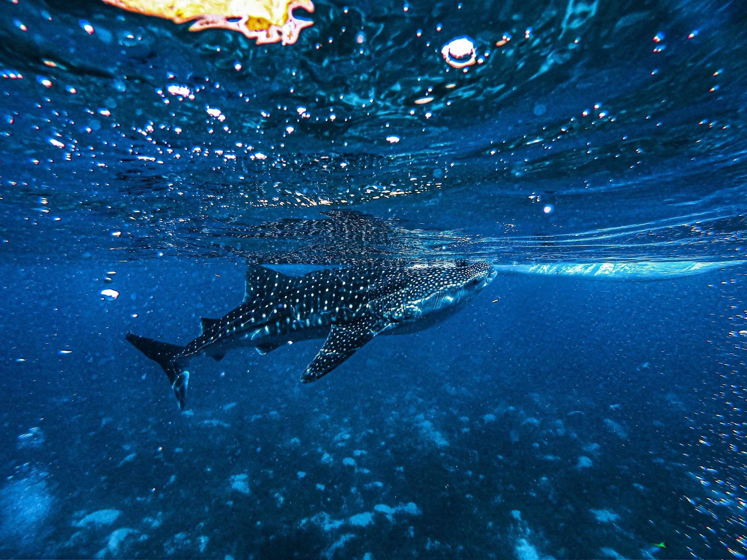 Why Whale Sharks Matter — Galapagos