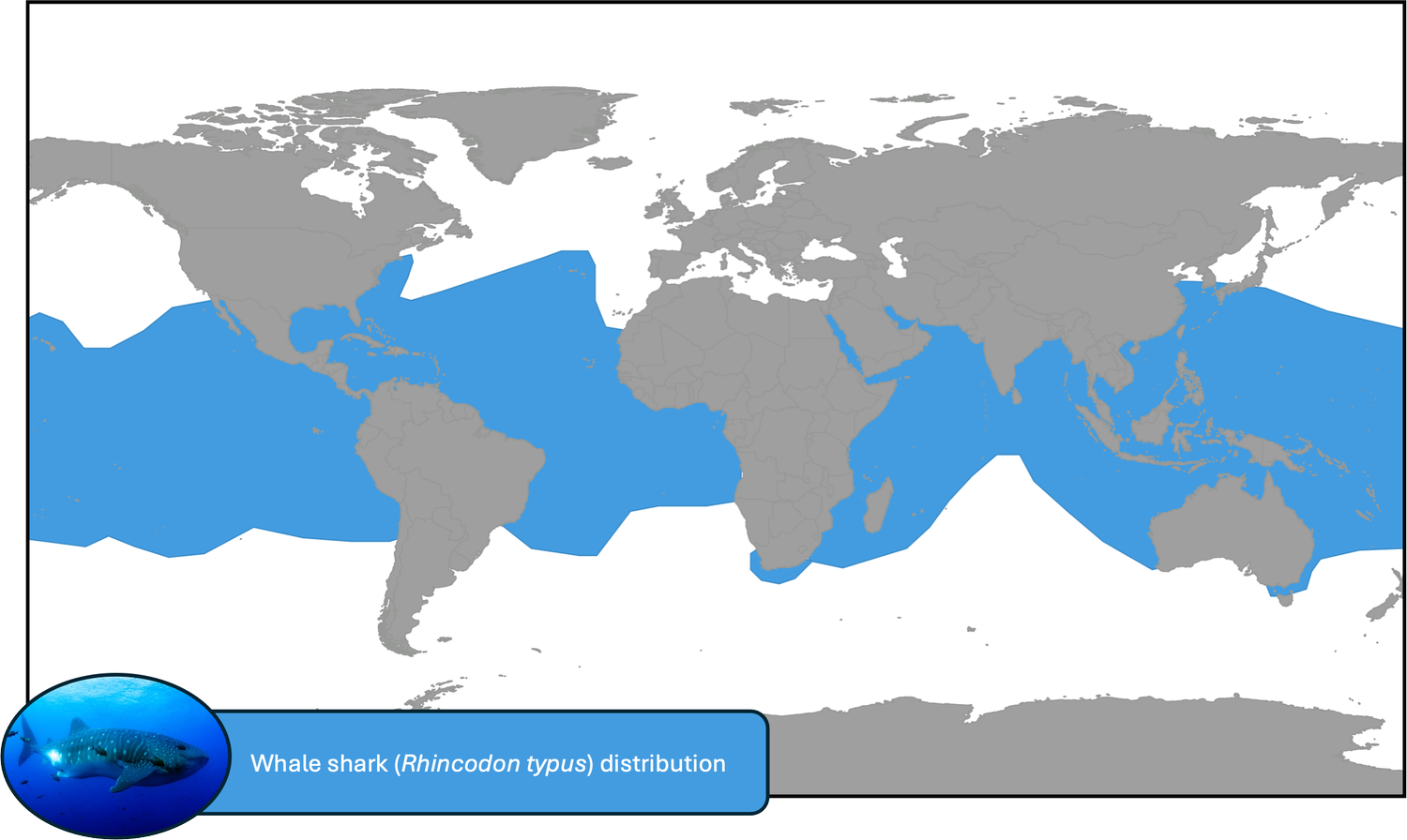 Whale Sharks — Galapagos