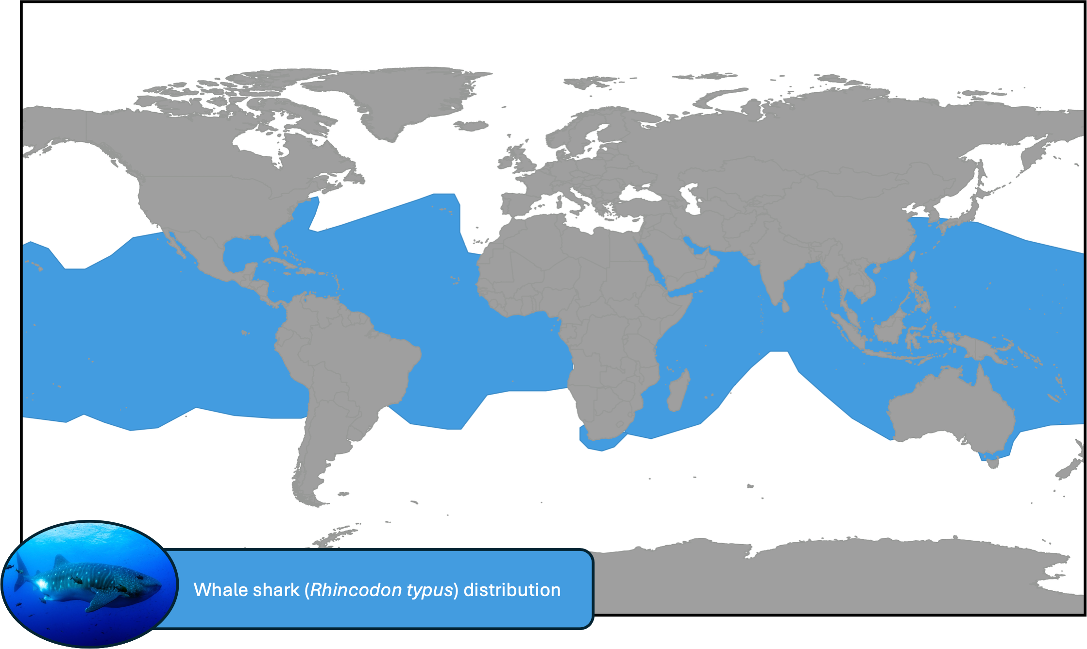 Whale Sharks — Galapagos