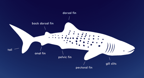 Whale Sharks — Galapagos