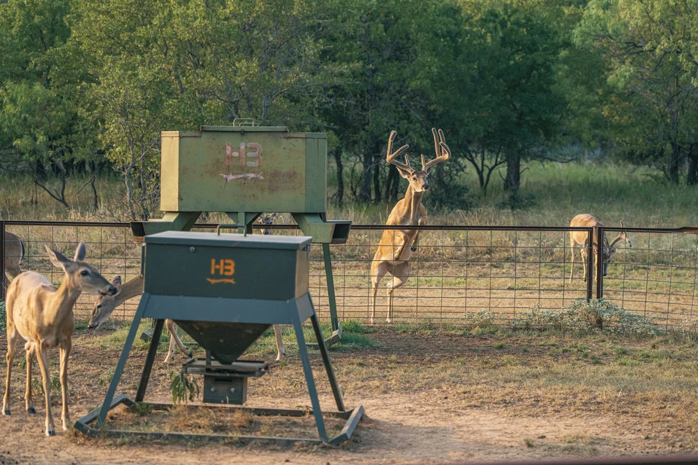 Texas Deer Hunts — HB Hunting Ranch Main