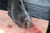 Fearless Fish Market | Rhode Island's Best — FEARLESS FISH